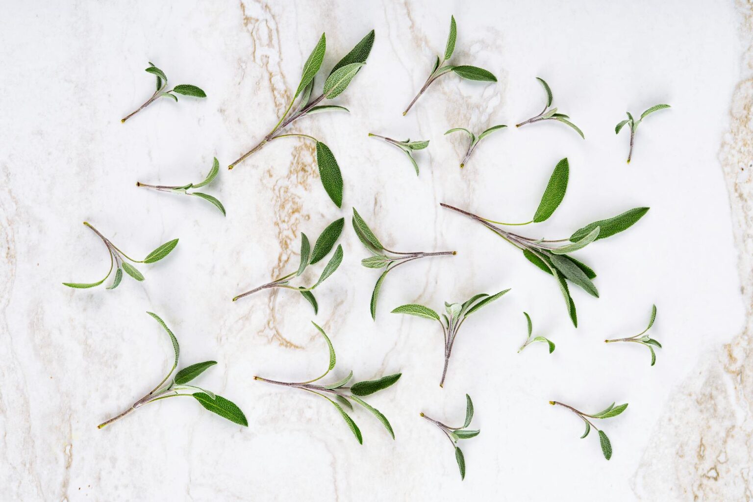 Sage vs Olive Green: What's the Difference?